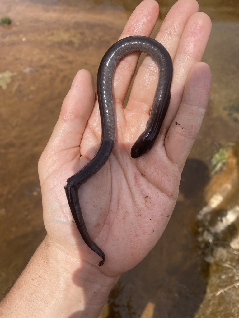 One-toed Amphiuma in March 2022 by Ryan Collister · iNaturalist