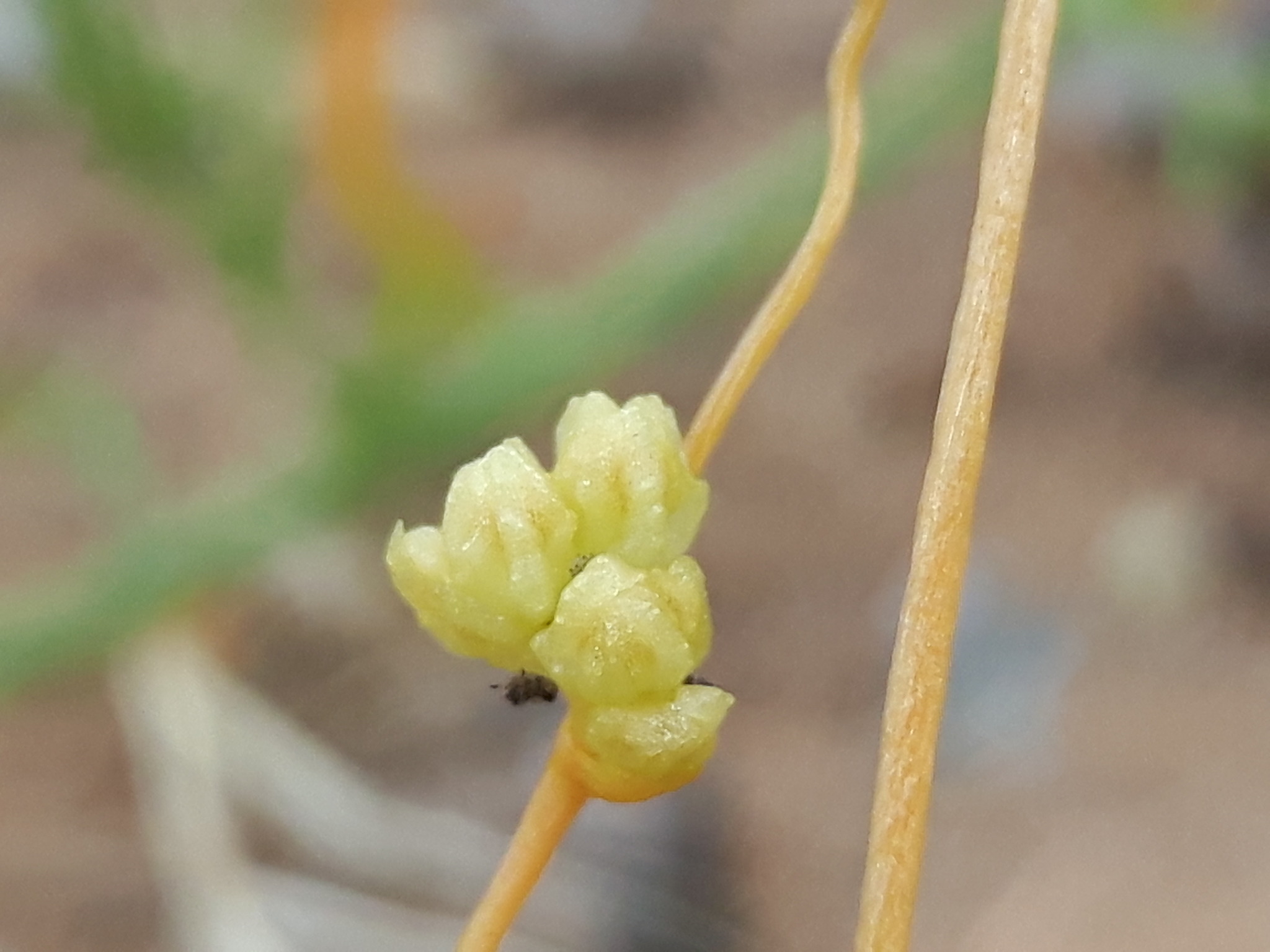 Cuscuta chinensis Lam.