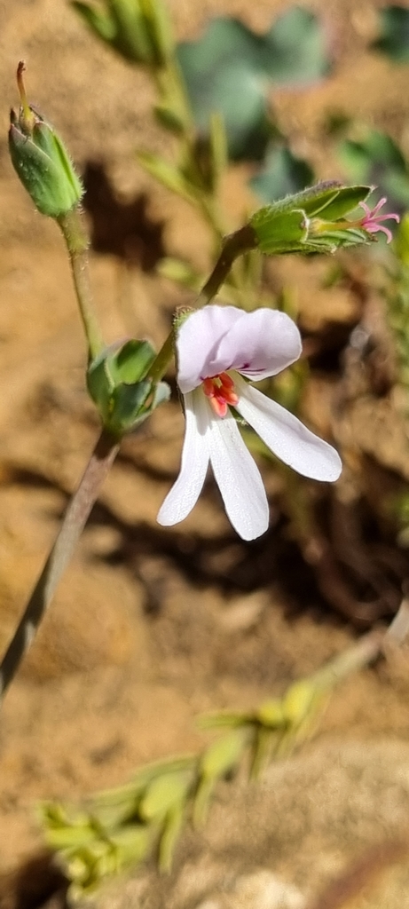 Table Storksbill from Table Mountain (Nature Reserve), Cape Town, South ...