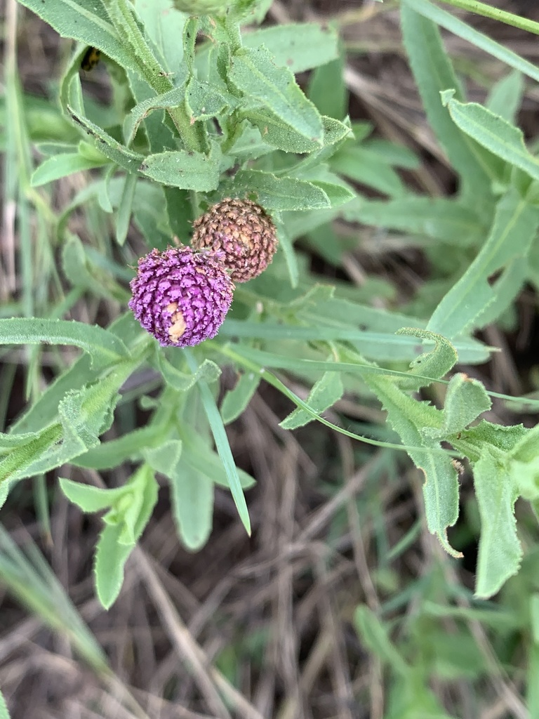 Purple Pan Weed from Kruger National Park, MP, ZA on April 3, 2022 at ...