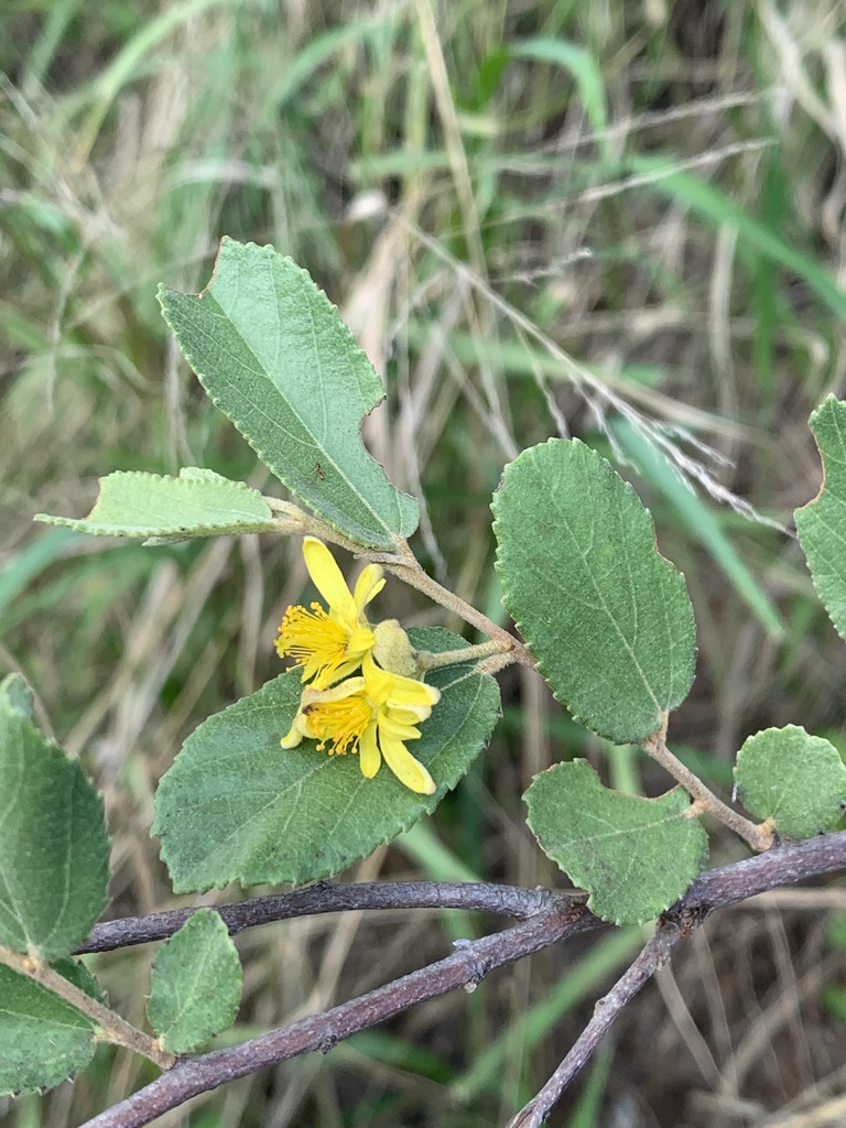 Velvet Raisin from Kruger National Park, MP, ZA on April 2, 2022 at 01: ...