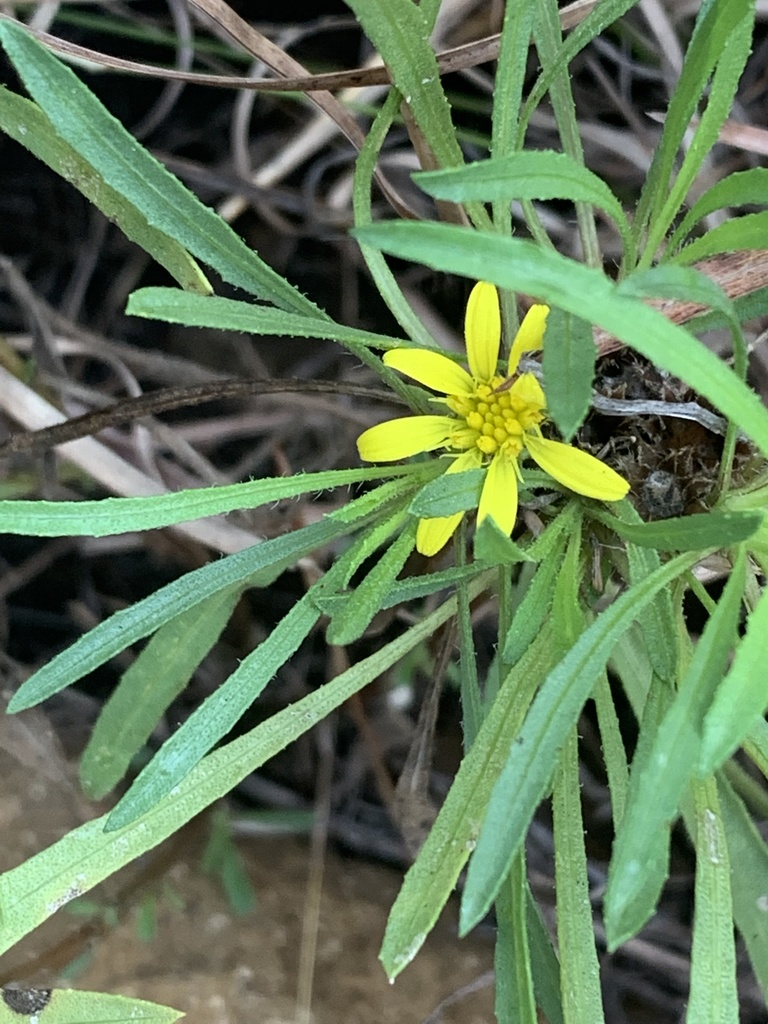 Button Vomitdaisy from Kruger National Park, MP, ZA on April 2, 2022 at ...