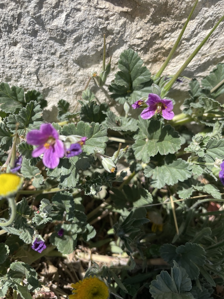 Texas stork's bill from Ranch Rd, Killeen, TX, US on April 06, 2022 at ...