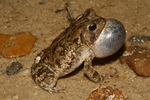 Fowler's Toad (Frogs and Toads of Virginia) · iNaturalist