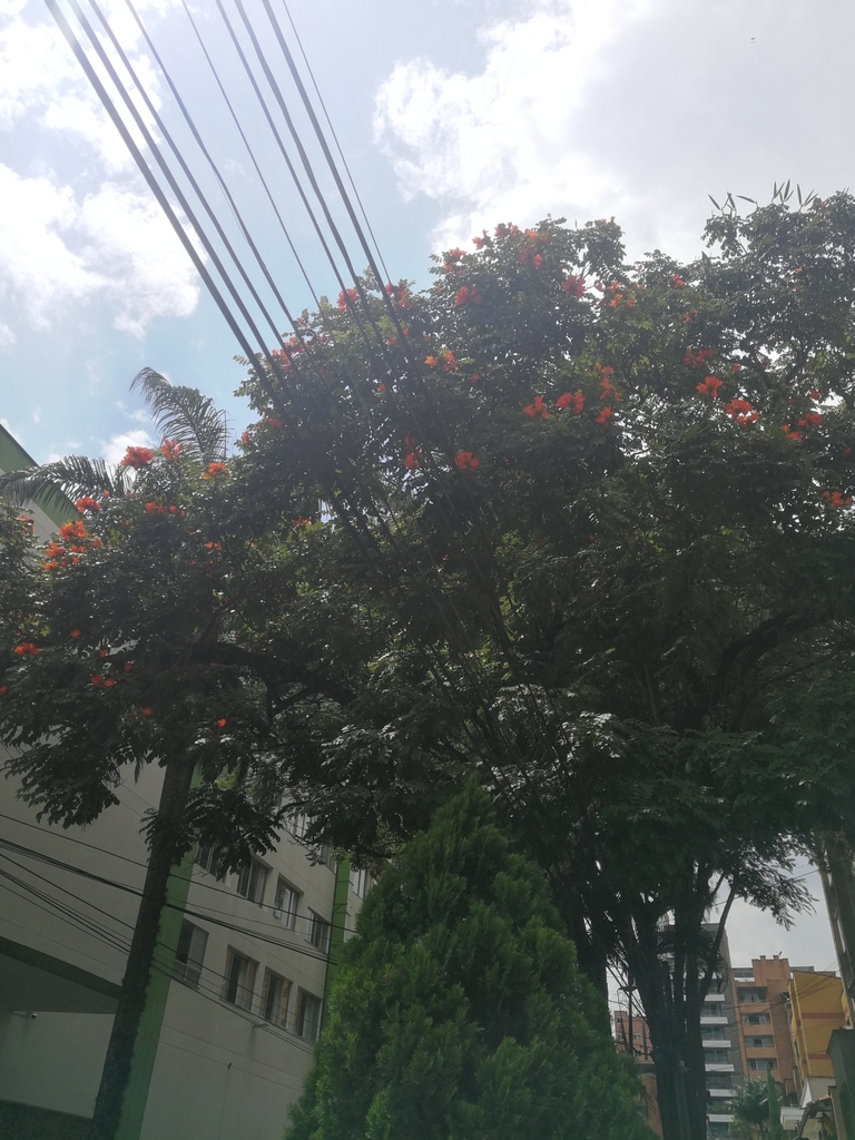 African tulip tree from Laureles, Medellín, Medellin, Antioquia ...