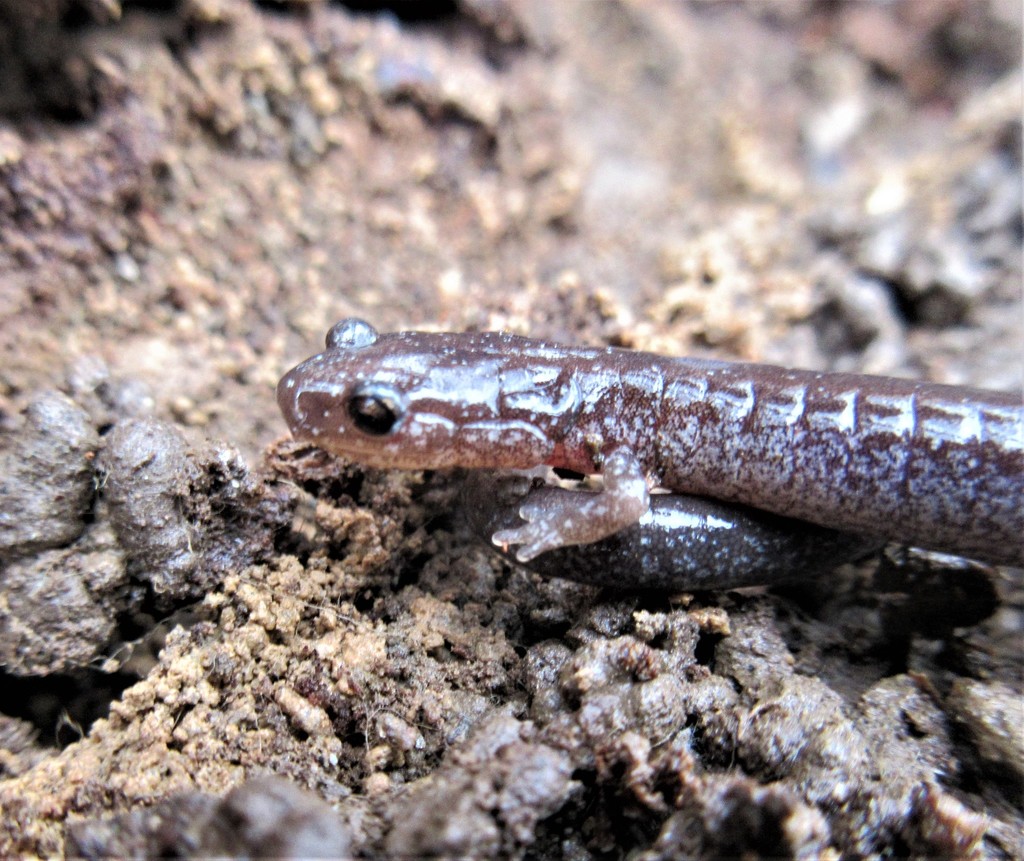 Eastern Red-backed Salamander from North Brunswick Township, NJ, USA on ...