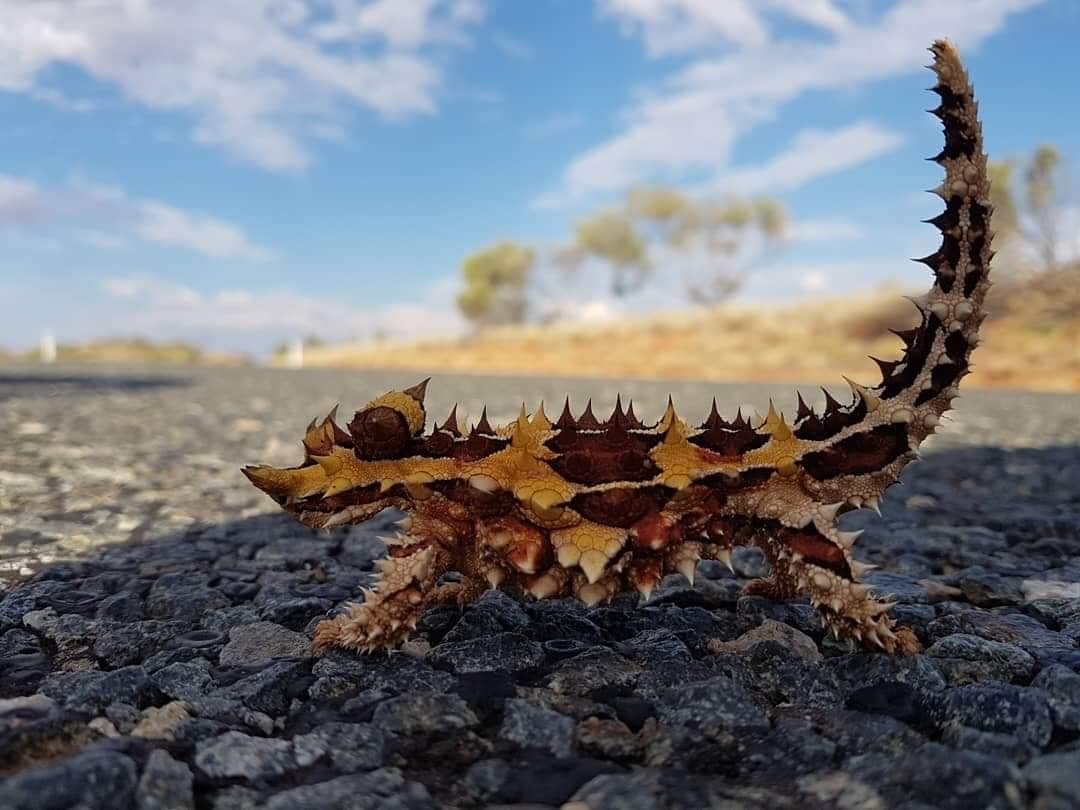 Moloch horridus Gray, 1841