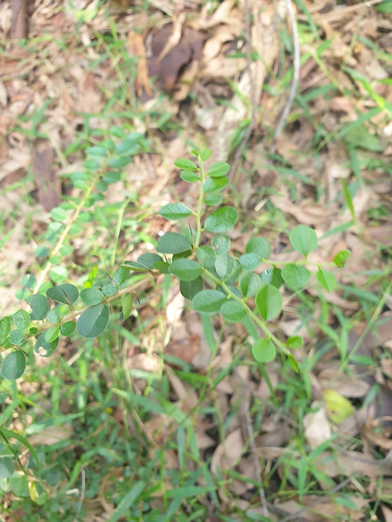 Cockspur Thorn in April 2022 by pcopping_ecp · iNaturalist