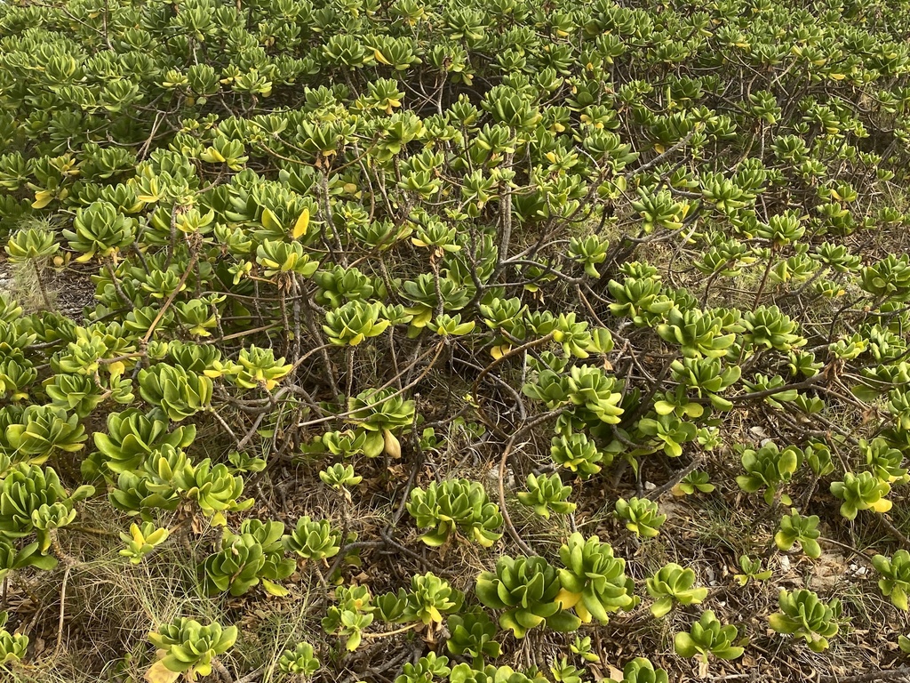 Mokal de la India desde Hawaiʻi, Kailua Kona, HI, US el 31 de marzo de ...