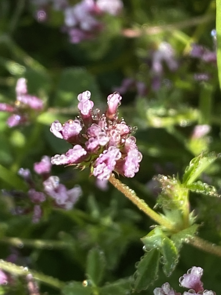 white-tipped clover from Jasper Ridge Biological Preserve, Redwood City ...