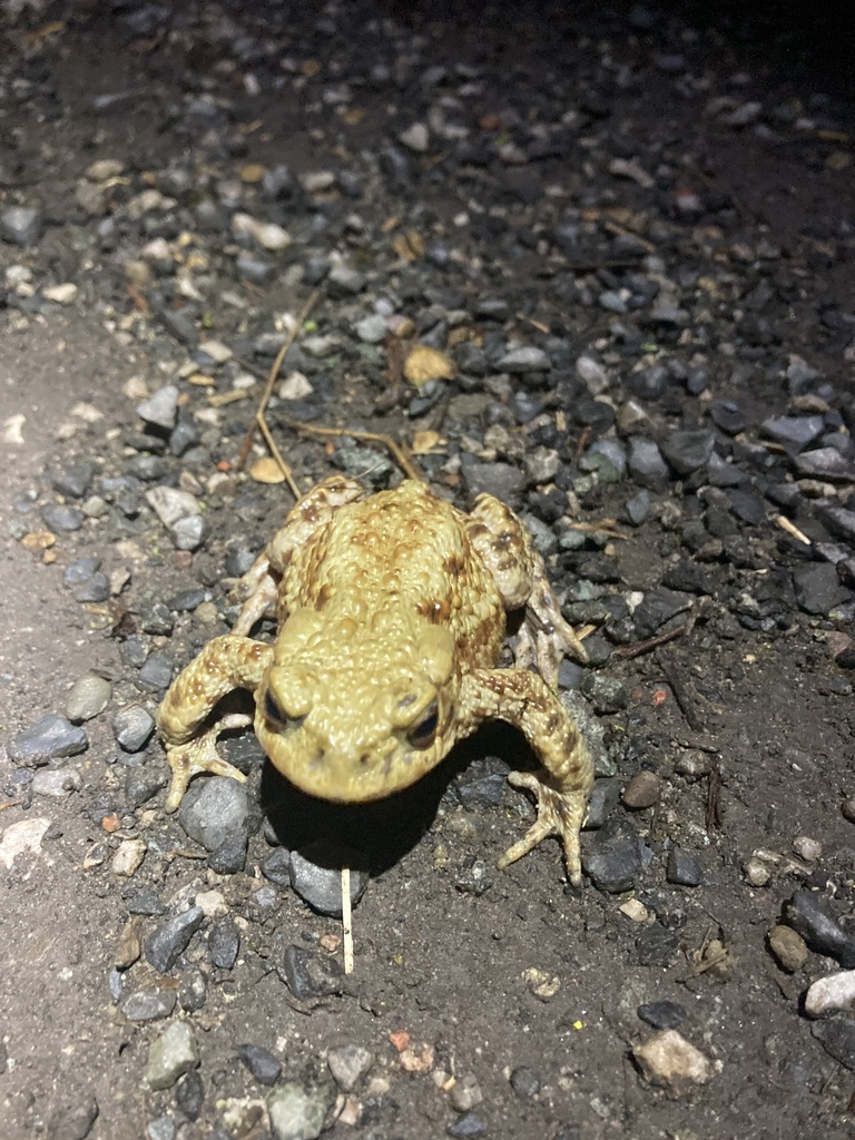 European Toad from A557, Widnes, England, GB on March 29, 2022 at 08:21 ...