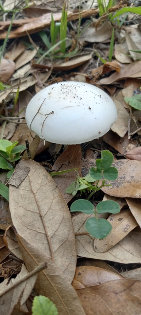 Amanita Sect. Phalloideae from Sarasota, FL 34243, USA on April 6, 2022 ...