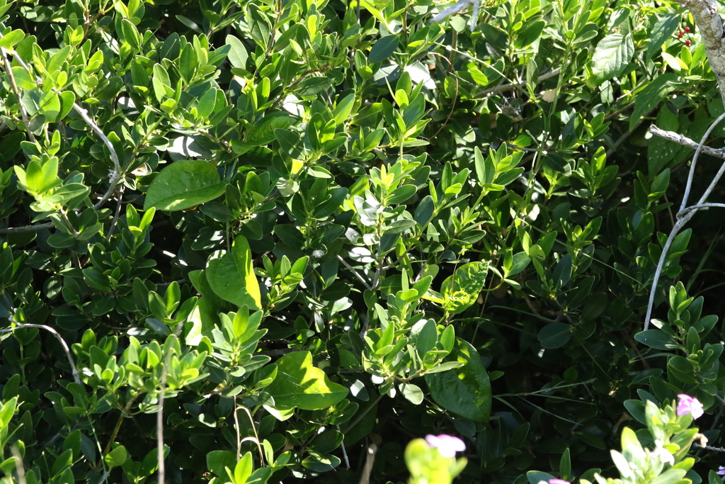 Maile in April 2022 by Greg Tasney. Plant on Round island. · iNaturalist