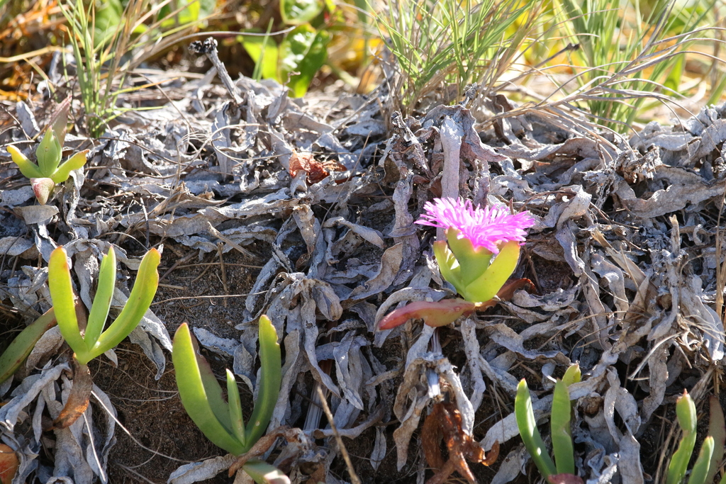 Angular Sea-fig from Hervey Bay - Pt B, Queensland, Australia on April ...