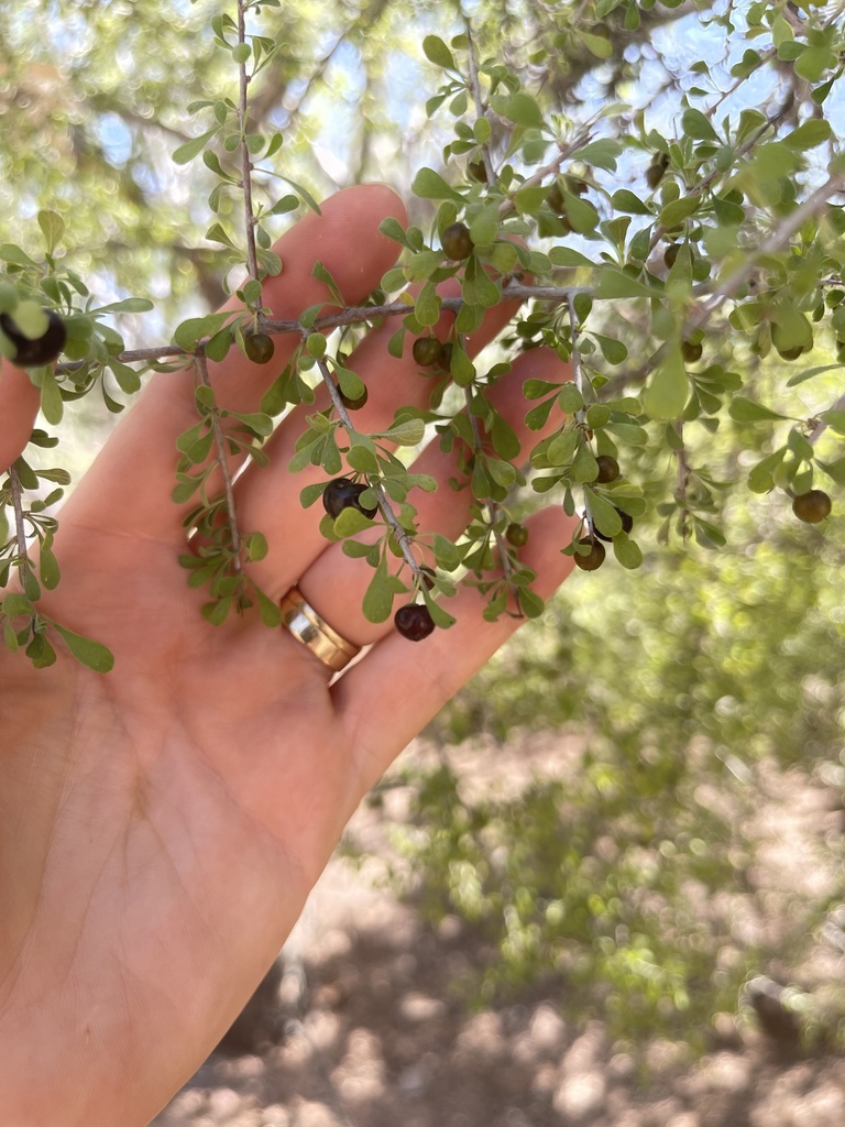 Condalia from Desert Botanical Garden, Phoenix, AZ, US on April 06 ...