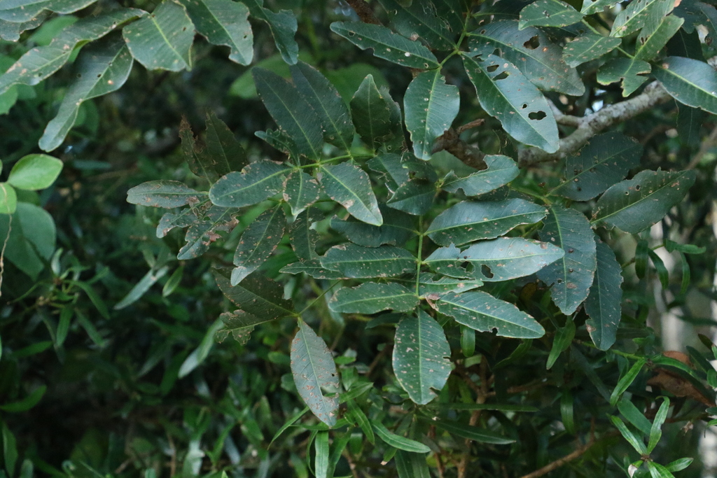 Crows Ash from Hervey Bay - Pt A, Queensland, Australia on April 06 ...