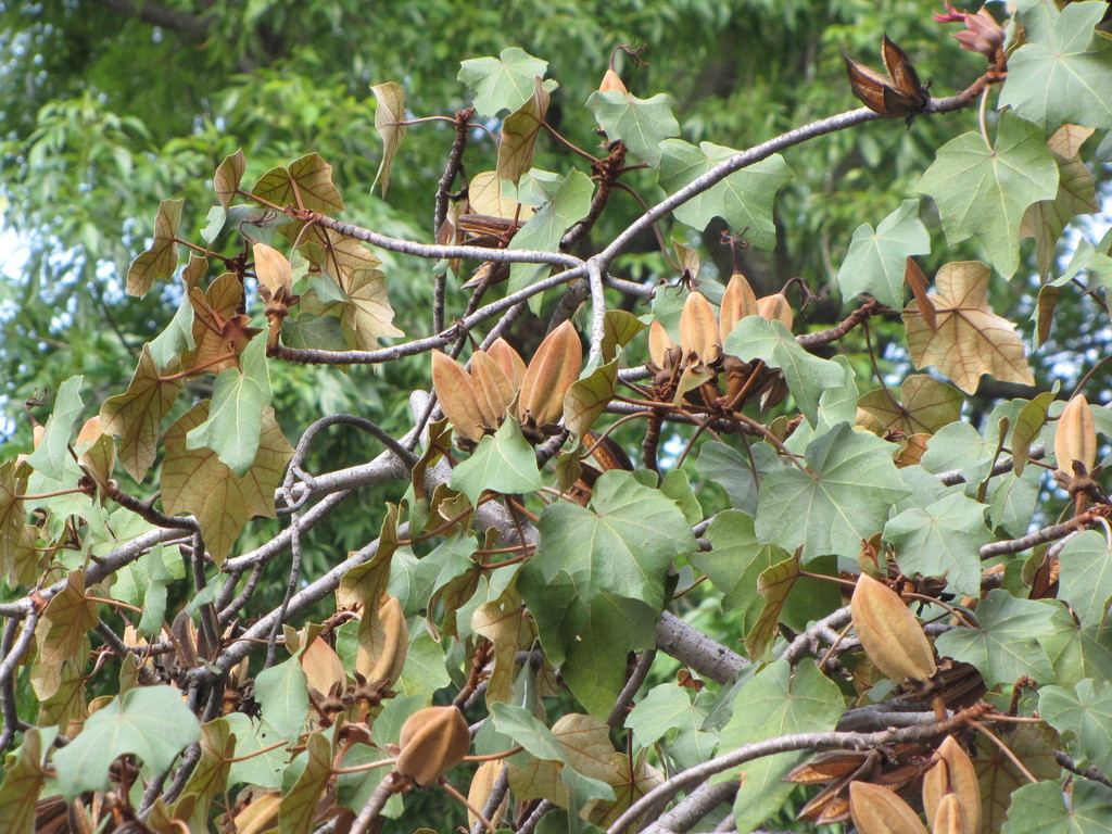 Mexican hand tree from Villa del Carbón on May 17, 2015 at 05:24 PM by ...