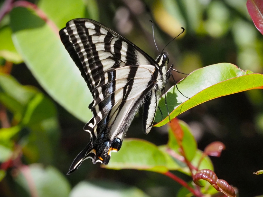 Pale Swallowtail from Echo Mountain, California 91001, USA on April 06 ...