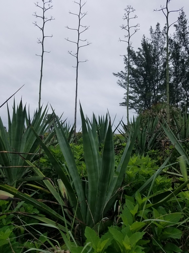 Agave neglecta · iNaturalist Ecuador
