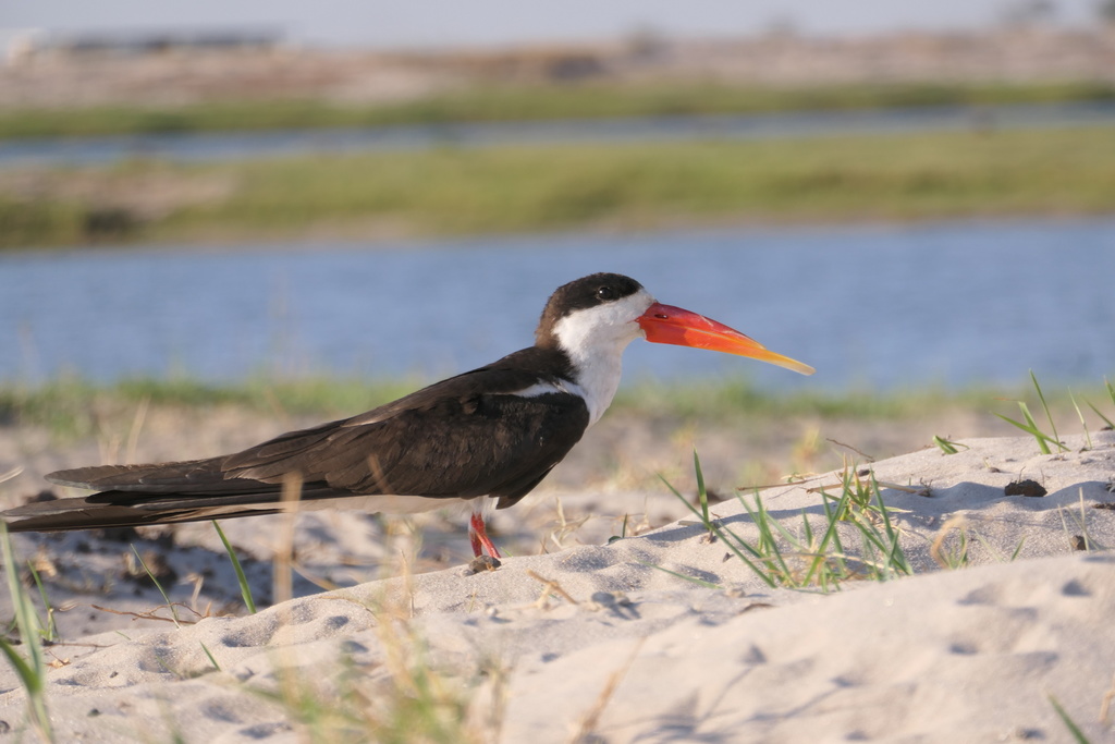 African Skimmer in October 2018 by valerievespa · iNaturalist