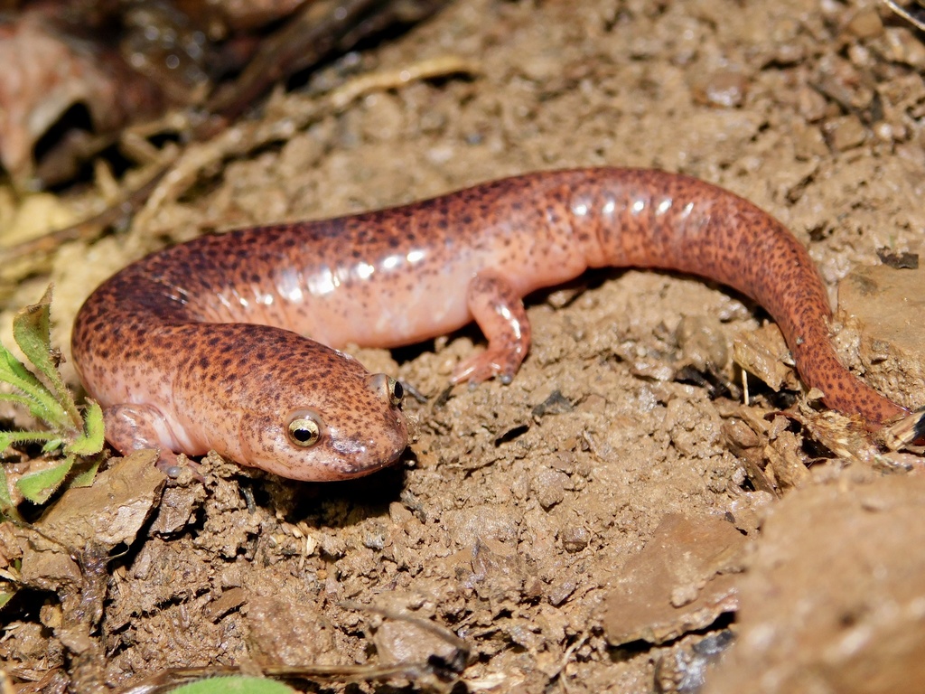 Northern Red Salamander in April 2022 by dbond. 3rd photo field ...