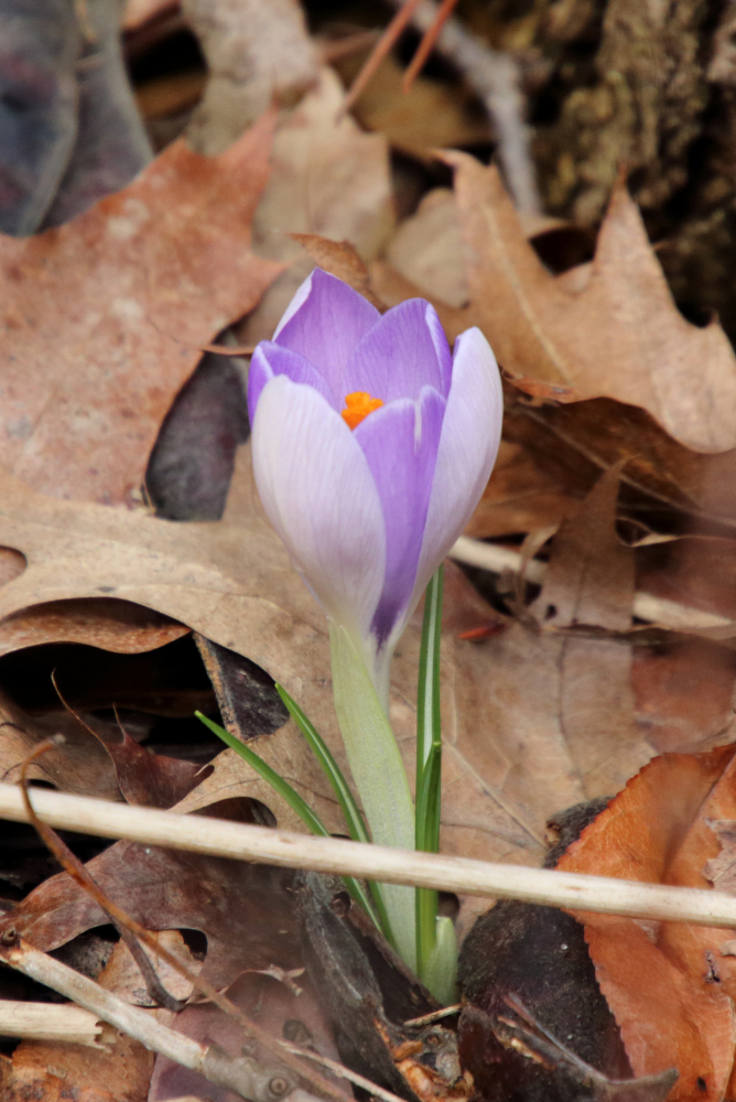 Crocus vernus from Pine Dunes FP, Lake County, IL, USA on April 6, 2022 ...