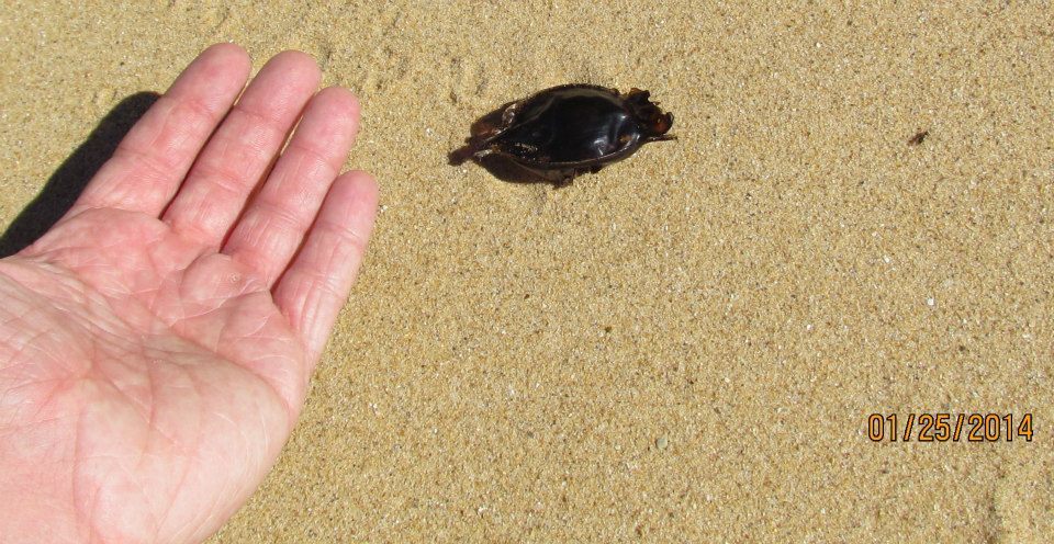 Typical Carpetsharks from Victoria, Australia on January 25, 2014 at 06 ...