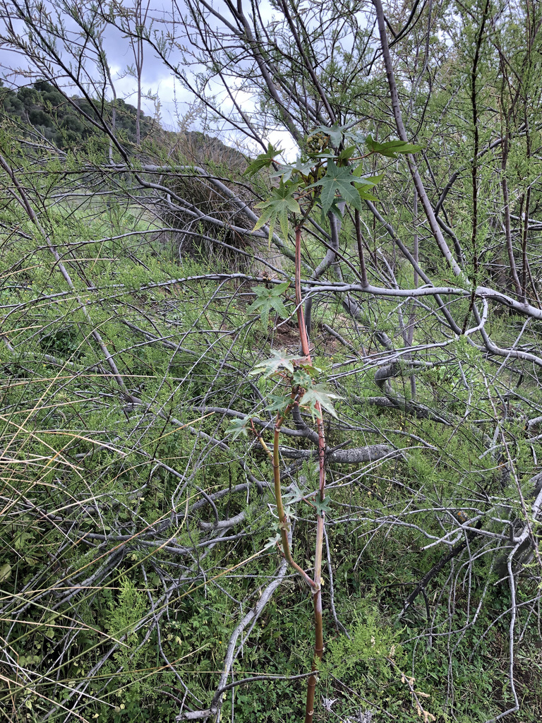castor bean from 7750 Mértola, Portugal on April 5, 2022 at 03:00 PM by ...