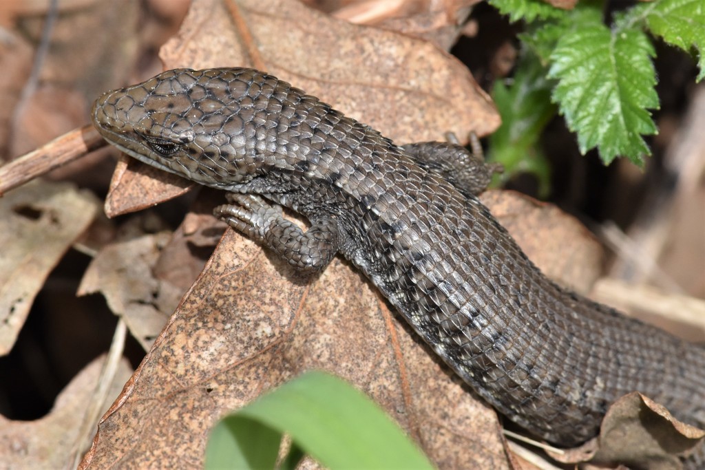 Northern Alligator Lizard from Nanaimo, BC, Canada on April 6, 2022 at ...