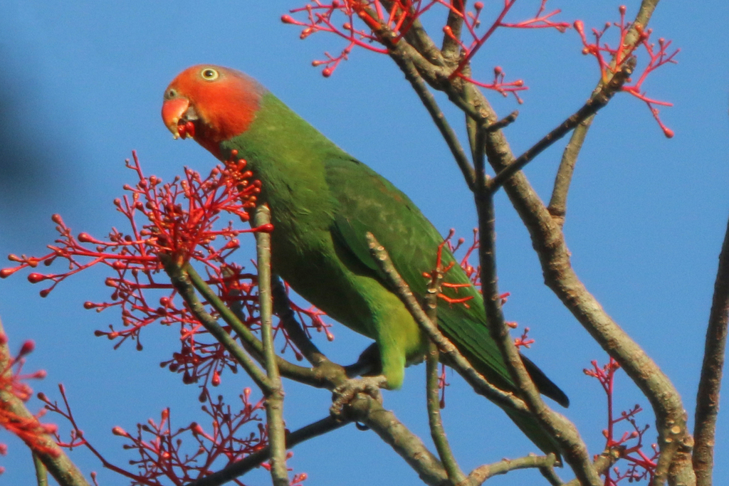 Red-cheeked Parrot from Iron Range, Lockhart QLD 4892, Australia on ...