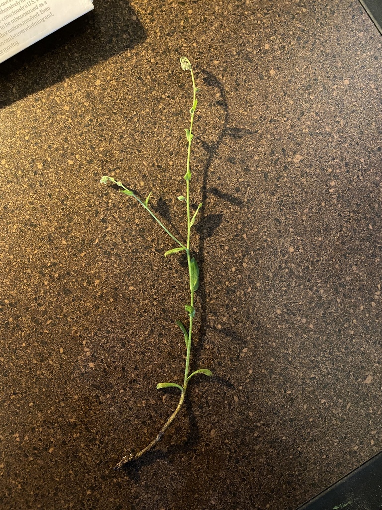 large-seeded forget-me-not from Old Bundick Rd, Hearne, TX, US on April ...
