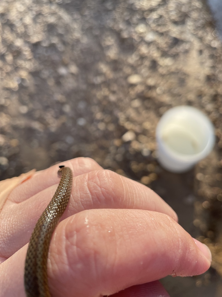 Red-bellied Snake from Beechy Rd, New Concord, KY, US on April 02, 2022 ...