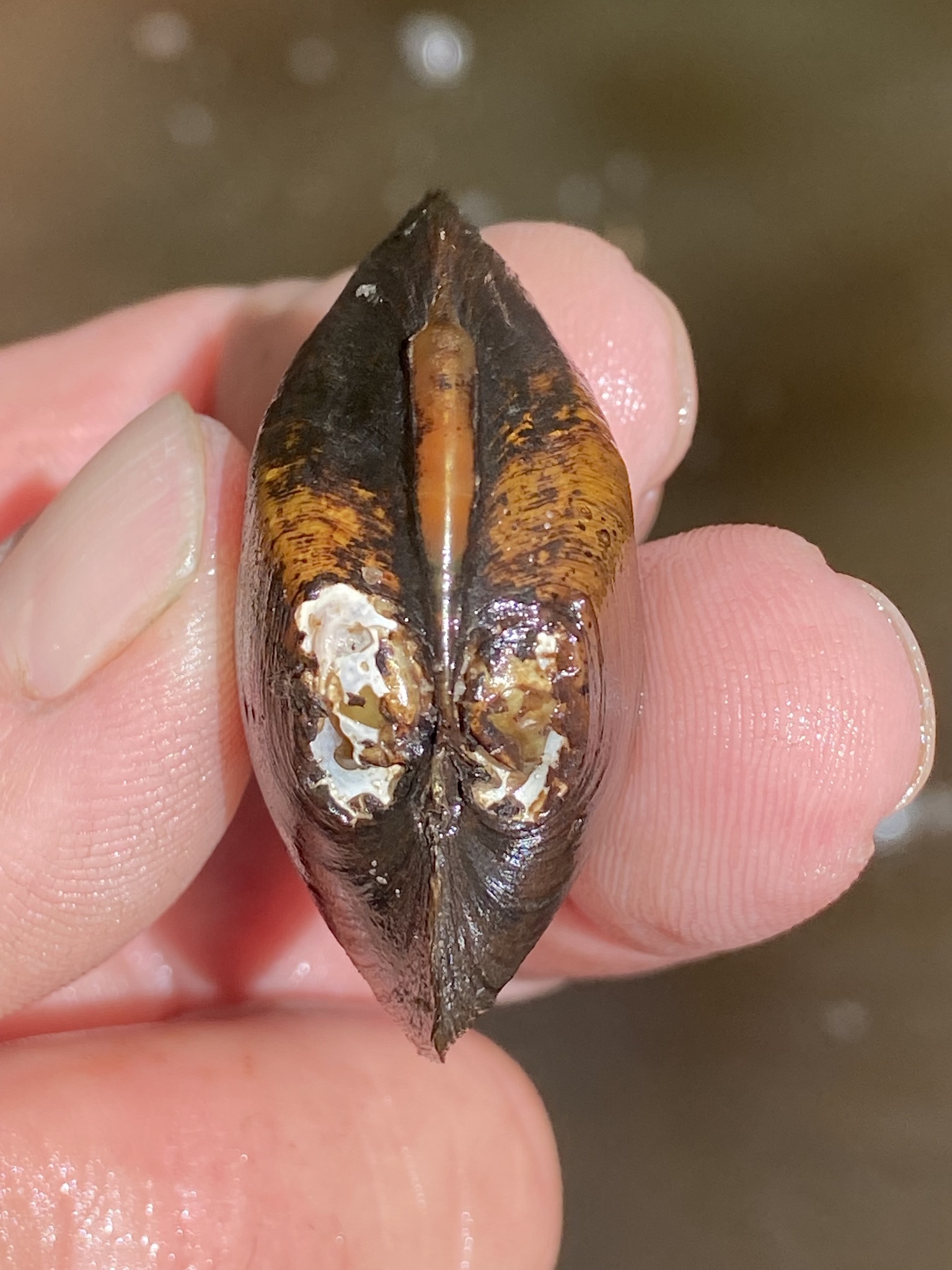 Fusconaia C.T.Simpson, 1900