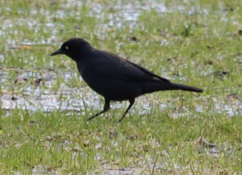 Rusty Blackbird from Washington Park, Chicago, IL, USA on April 06 ...