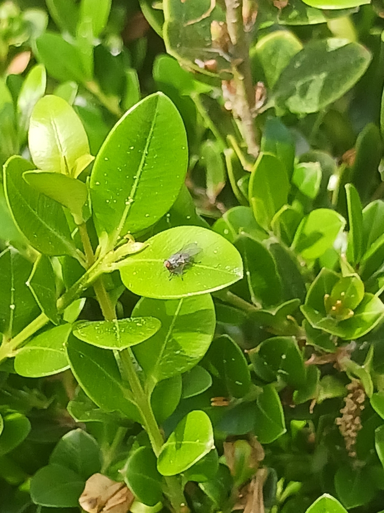 Lesser House Fly from Johnson Hall, Raleigh, NC 27607, USA on April 06 ...