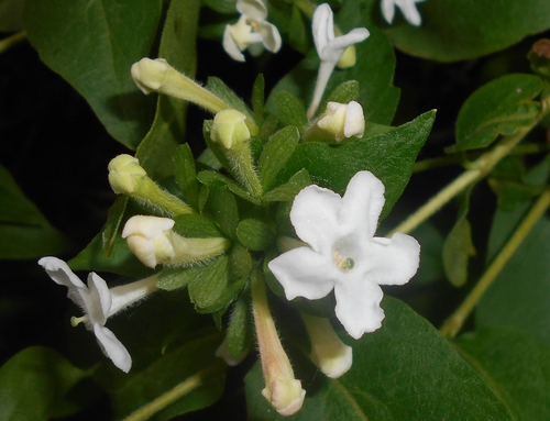Fragrant Abelia (Zabelia tyaihyoni) · iNaturalist
