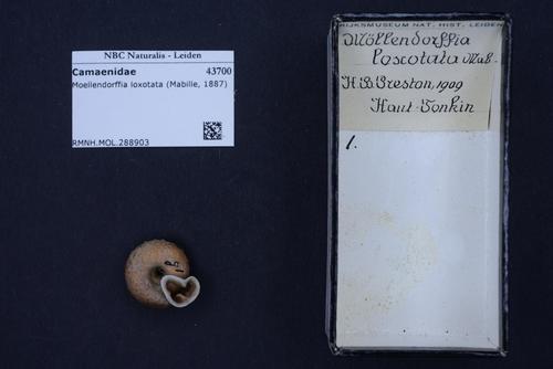 Moellendorffia loxotata · iNaturalist