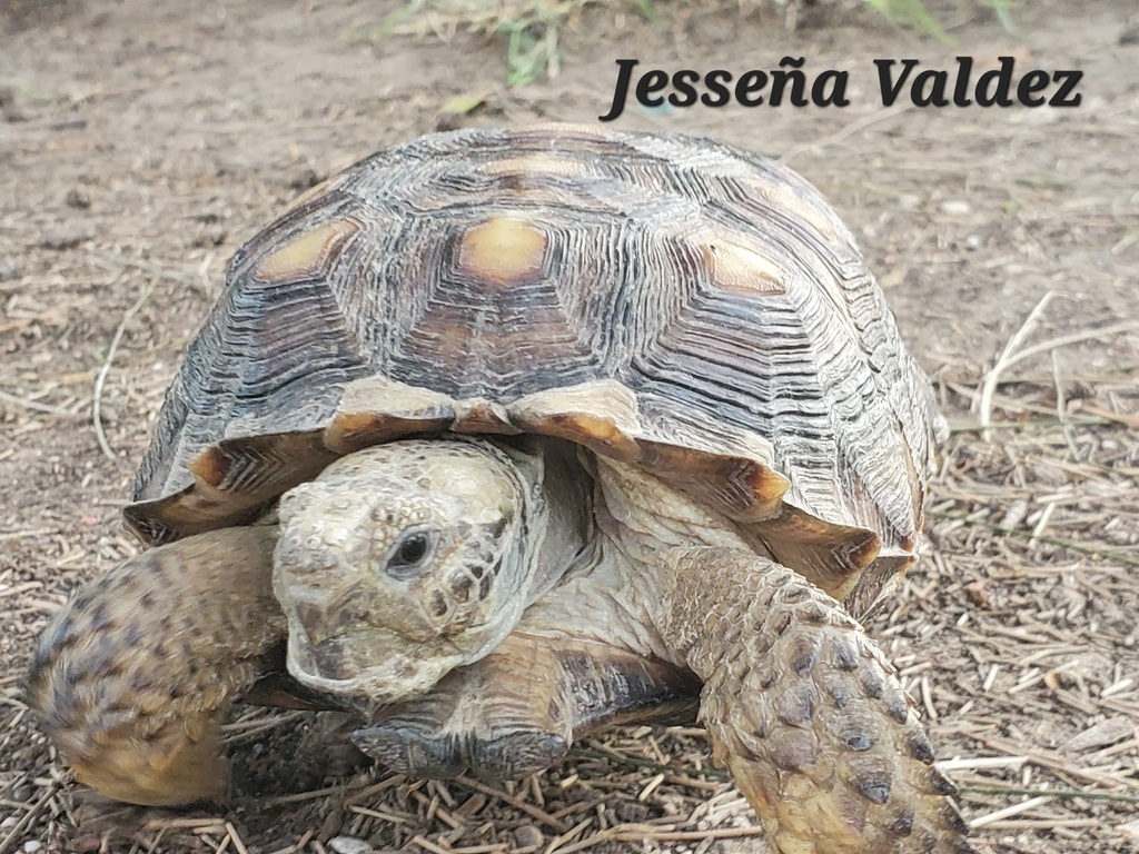Texas Tortoise in August 2019 by leconti86 · iNaturalist