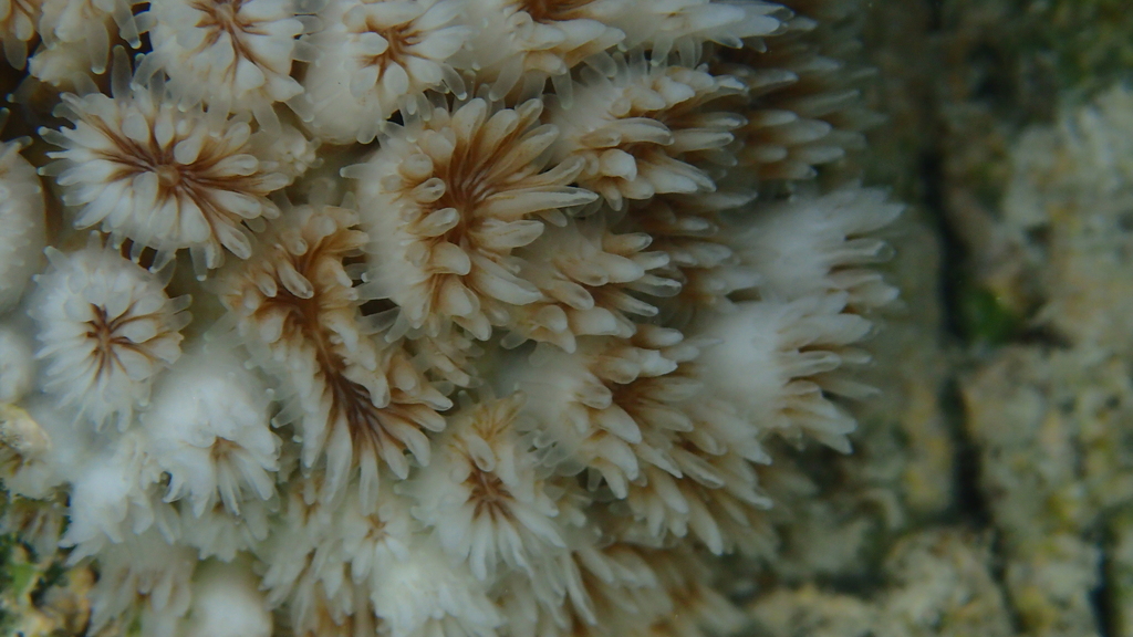 Octopus Corals from 818 North, Marine Corps Dr, Piti, 96915, Guam on ...