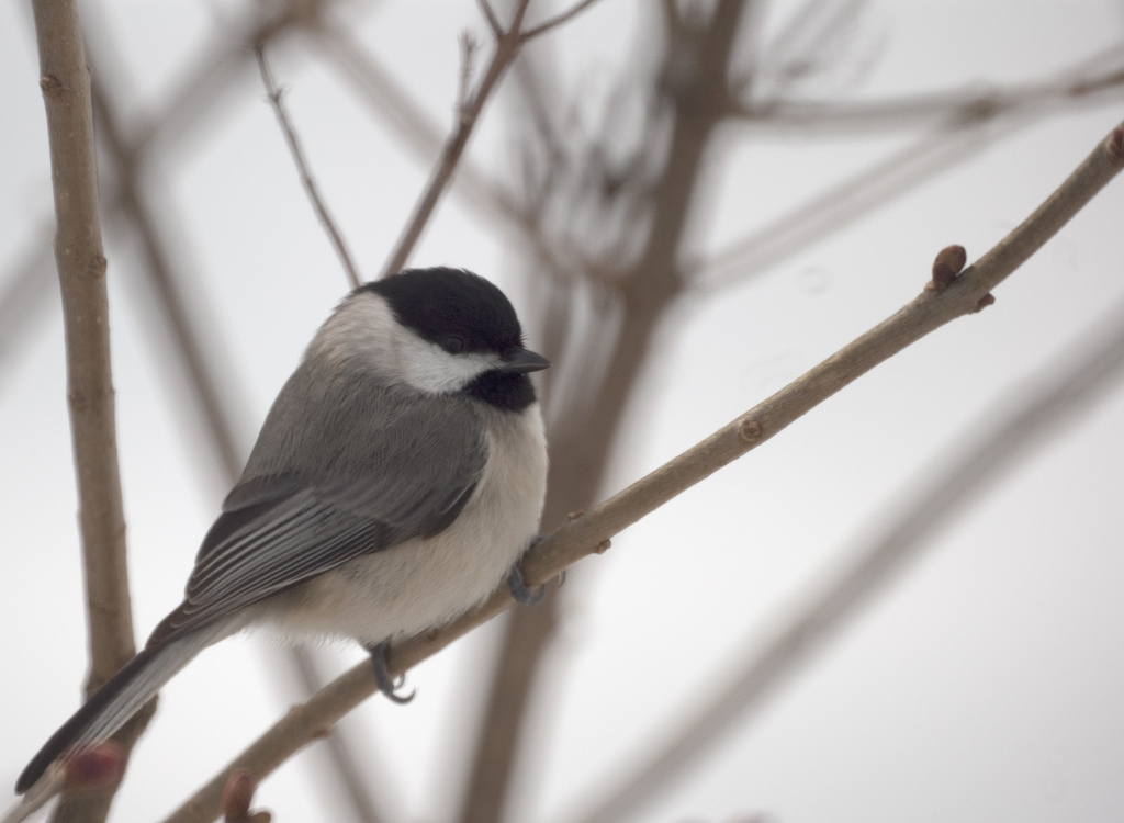 Carolina Chickadee (Common Birds of Pittsburgh Parks) · iNaturalist