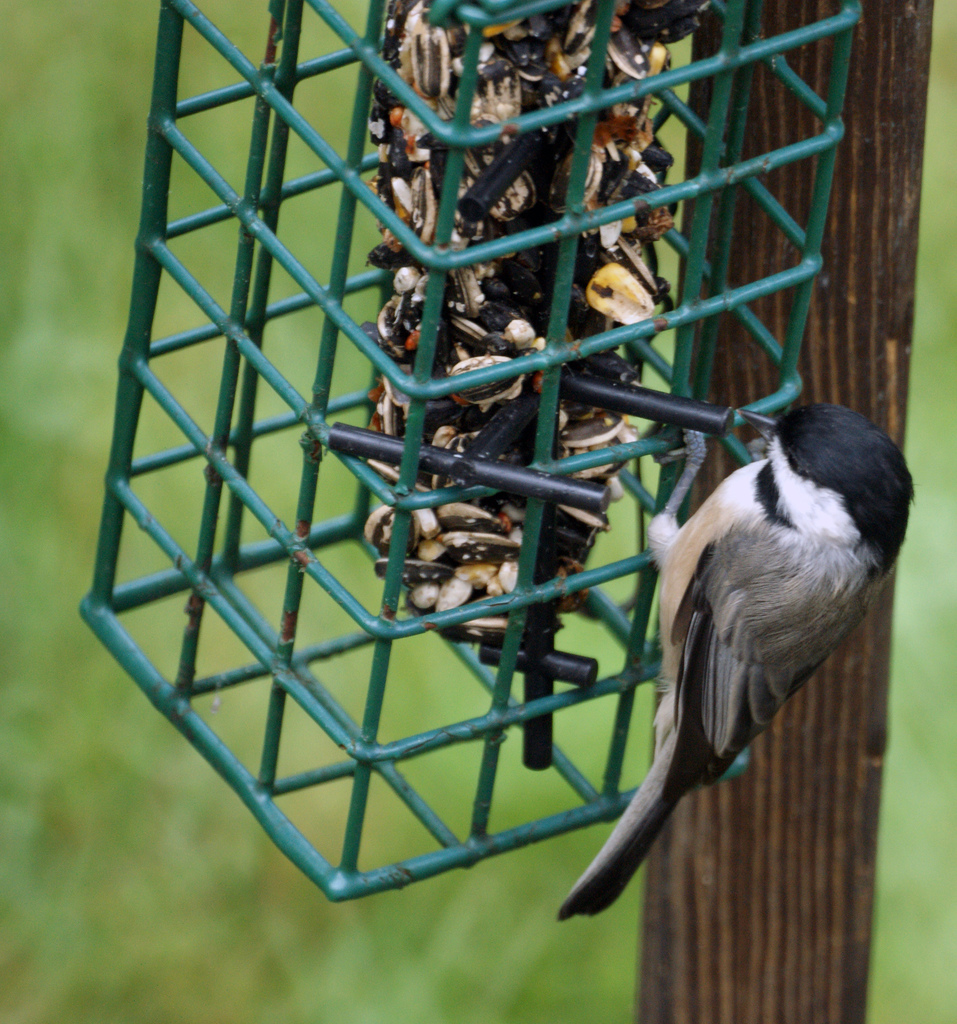 Carolina Chickadee (Common Birds of Pittsburgh Parks) · iNaturalist