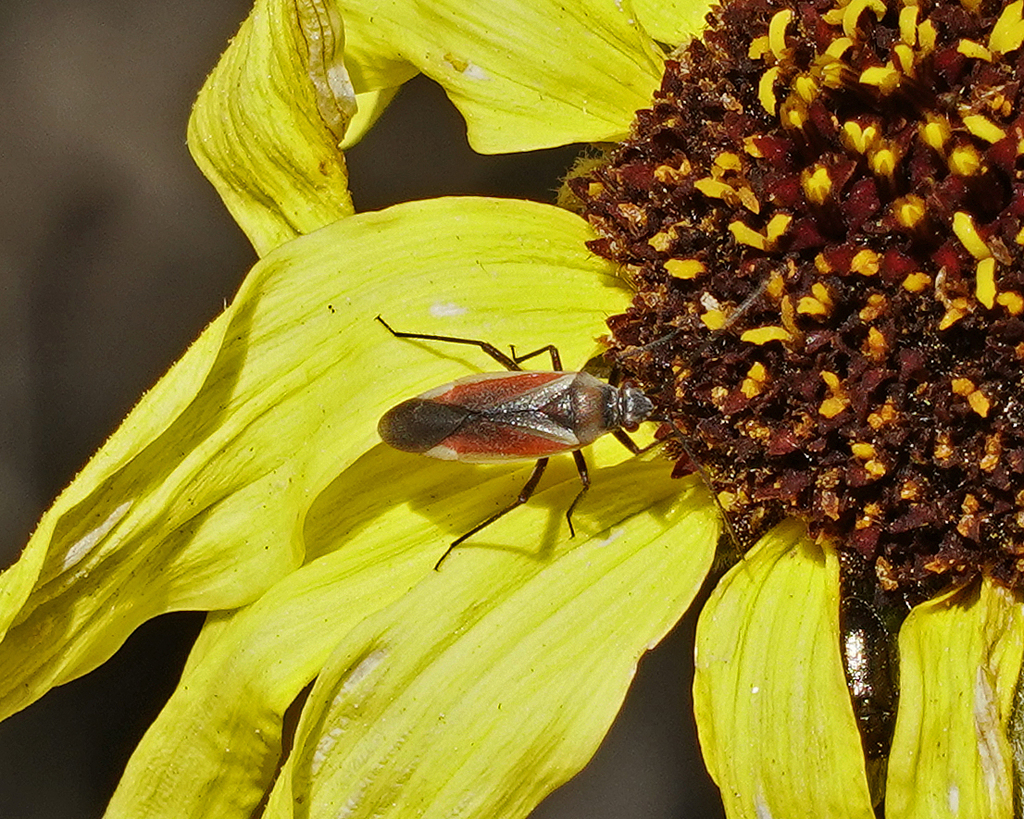 Scarlet Plant Bugs from Peters Canyon Regional Park, CA, USA on April ...