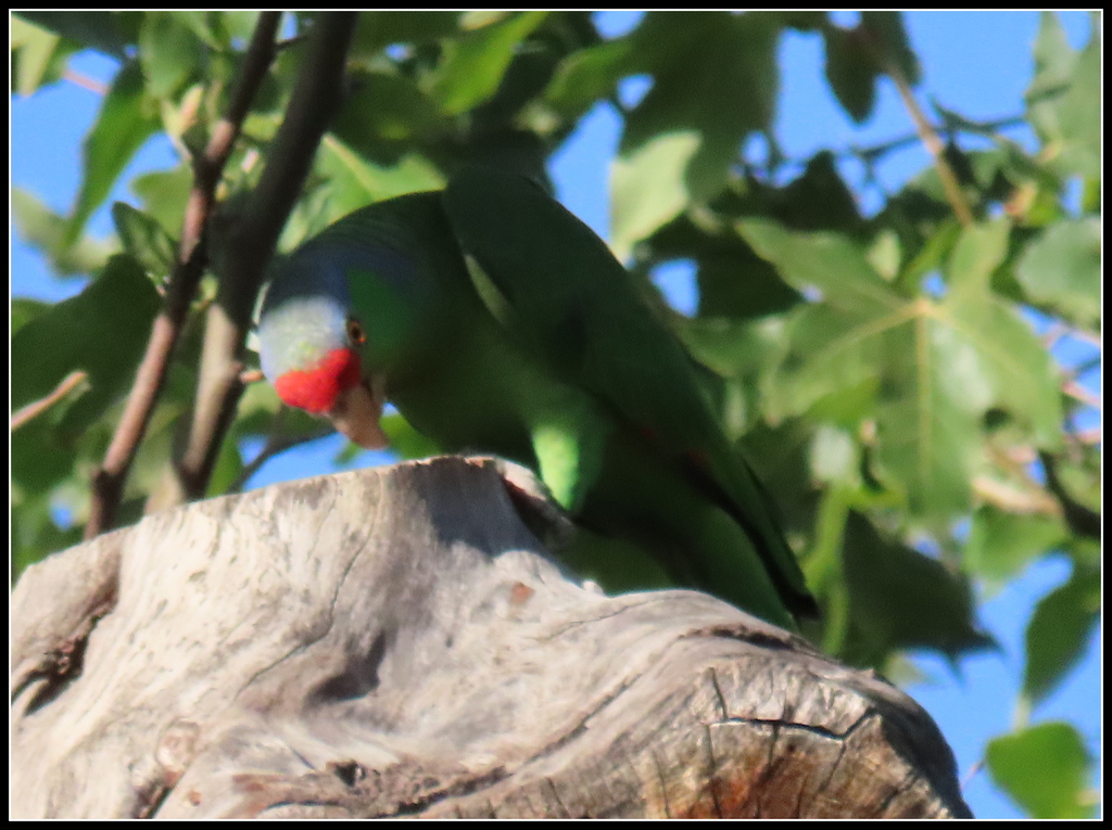 Lilac-crowned Parrot from Orange County, CA, USA on April 06, 2022 at ...