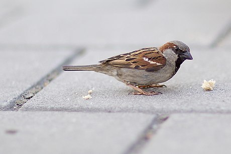 House Sparrow (Common Birds of Pittsburgh Parks) · iNaturalist
