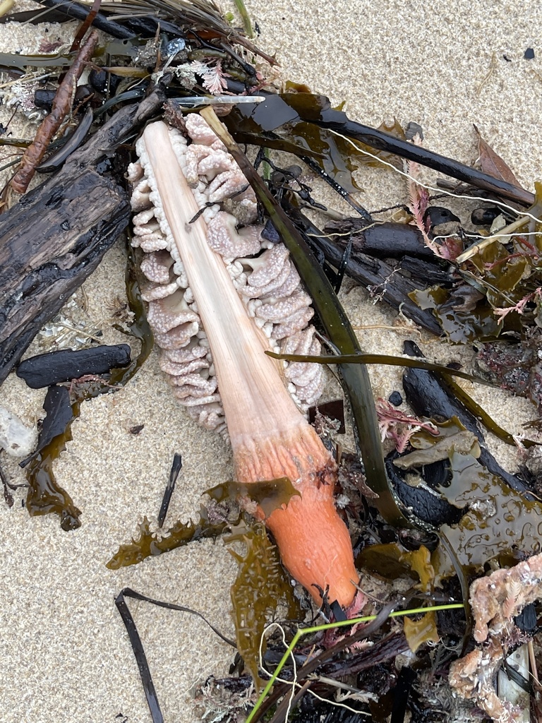 Great Sea Pen from Mitchies Jetty, Merimbula, NSW, AU on April 6, 2022 ...