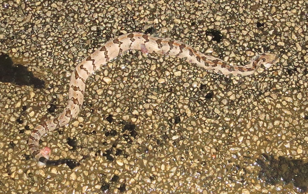 Timber Rattlesnake in May 2015 by Kenneth Bader. DOR juvenile, ~20 ...