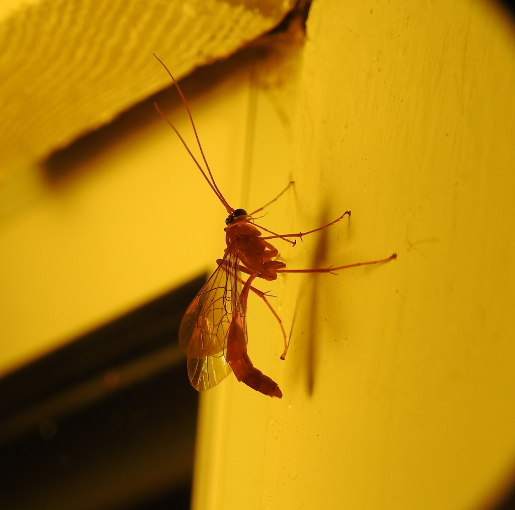 Netelia in April 2022 by Krissa Klein · iNaturalist