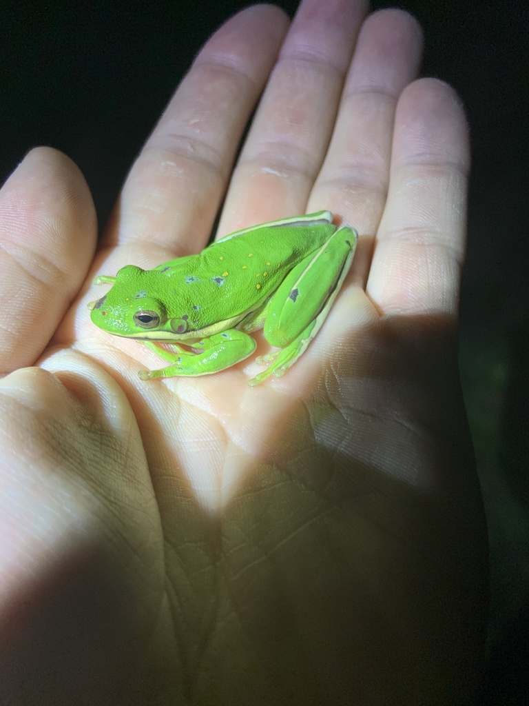Green Treefrog from Cross Creek Rd, Central, SC, US on April 06, 2022 ...