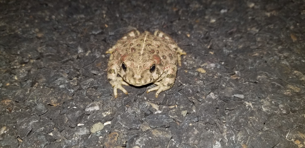 California Toad from Sacramento, CA 95827, USA on April 06, 2022 at 08: ...
