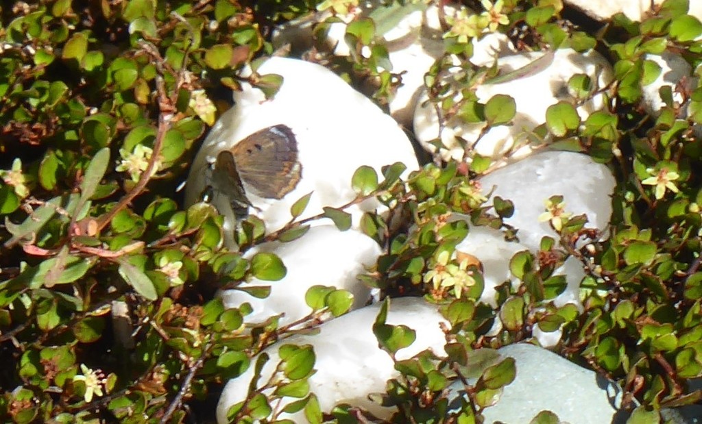 Western alpine boulder copper from Southland District, Southland, New ...